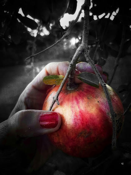 EVA – Mi Libro de Sueños